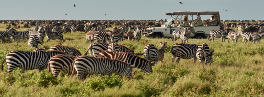 Last-Minute Safari Planning: How to Plan an African Safari - Giltedge